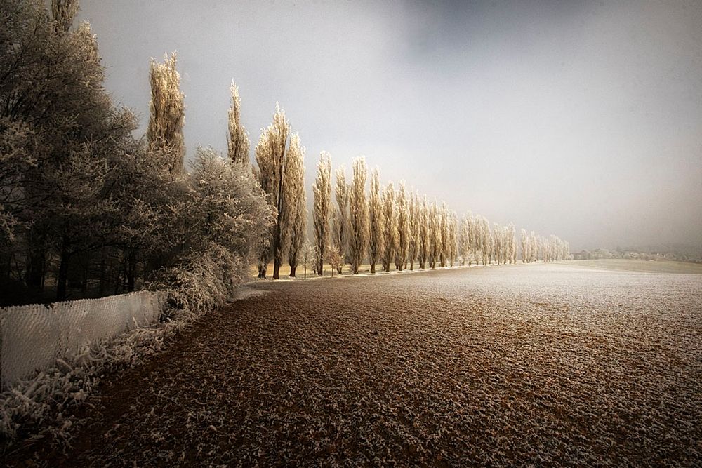 Pappelallee Foto & Bild | jahreszeiten, winter, natur Bilder auf ...