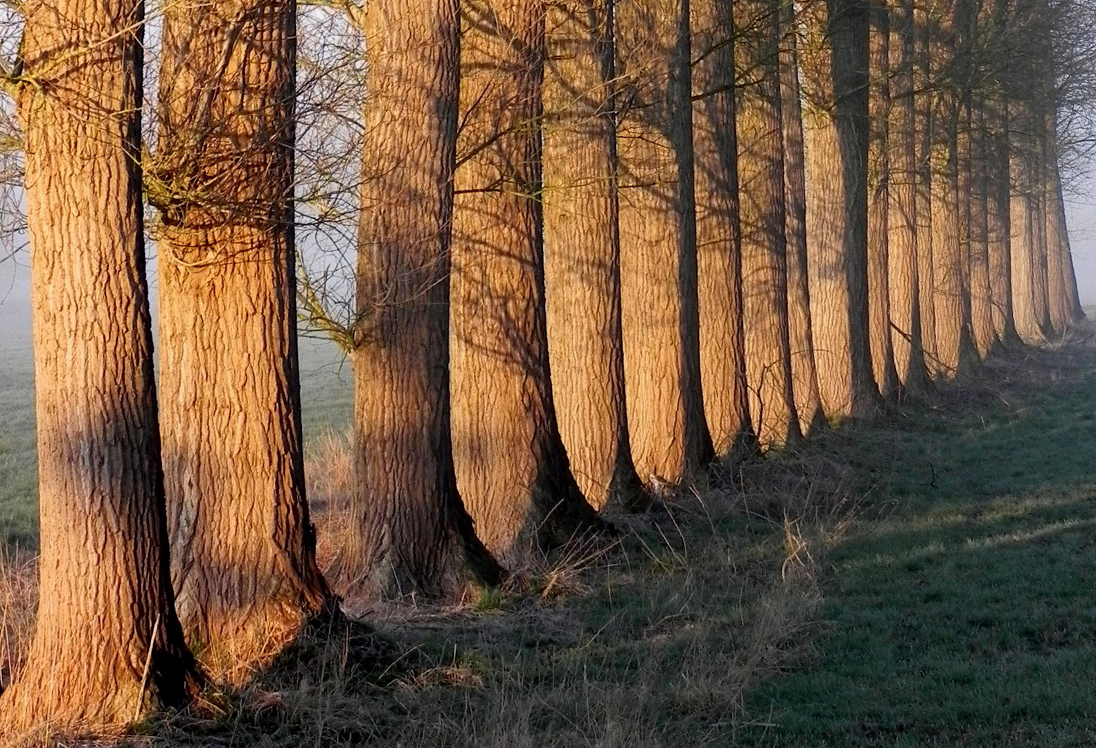 Pappelallee Foto & Bild | pflanzen, pilze & flechten, landschaft, bäume ...