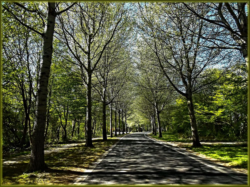 Pappelallee im Frühlingslicht Foto & Bild | pflanzen, pilze & flechten ...