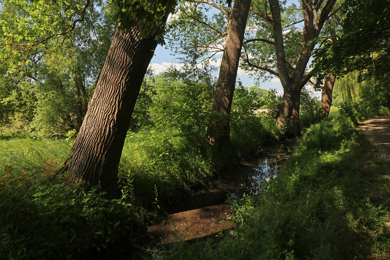 Pappeln am Bach Foto & Bild | landschaften, sommer, wasser Bilder auf ...
