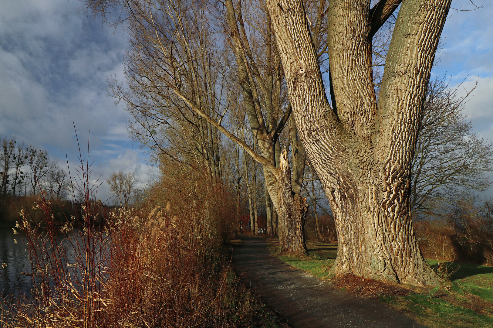 Pappeln am Lünischteich Foto & Bild | landschaften, wasser, januar ...
