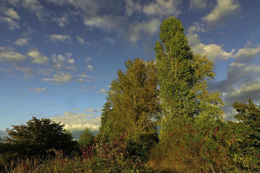 Pappeln am Schwarzen Berge Foto & Bild | spezial, bäume, sonne Bilder ...