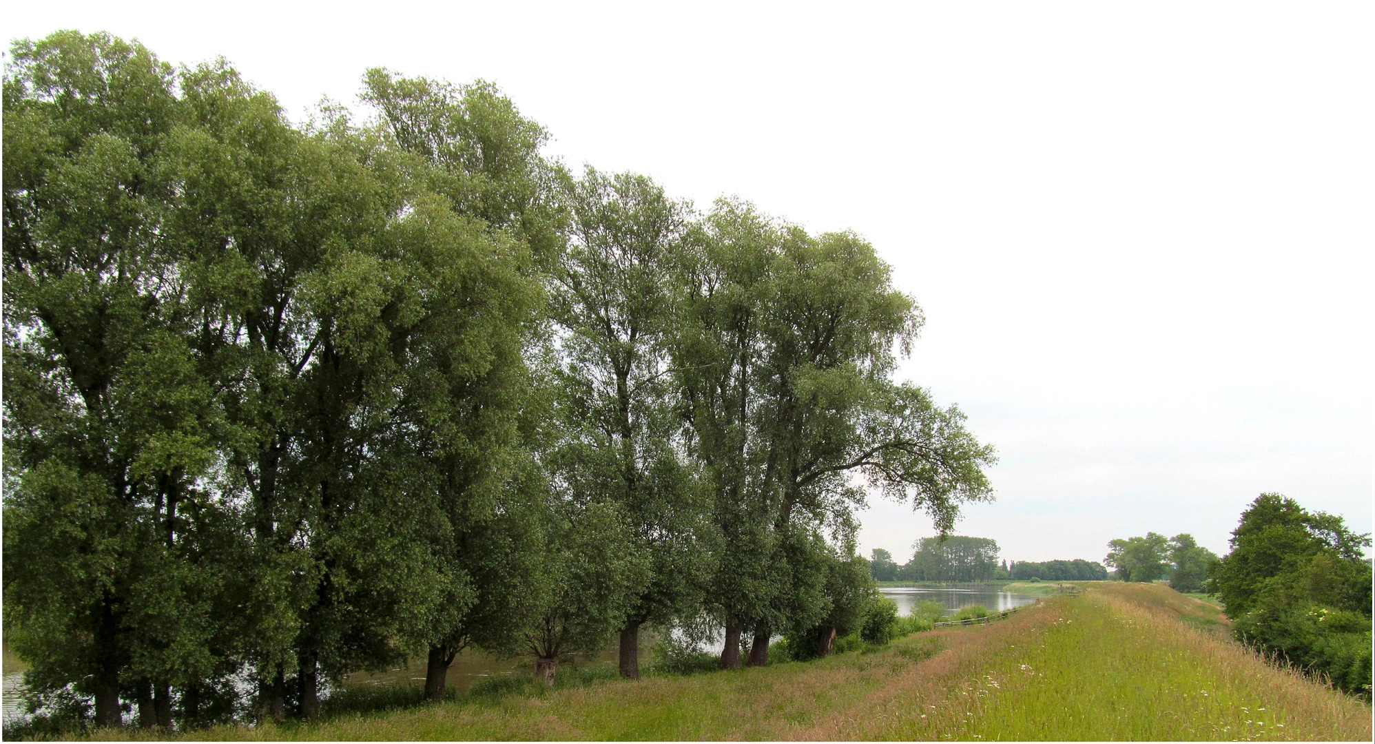 Pappeln an der Oste ... Foto & Bild | outdoor, bäume, baum Bilder auf ...