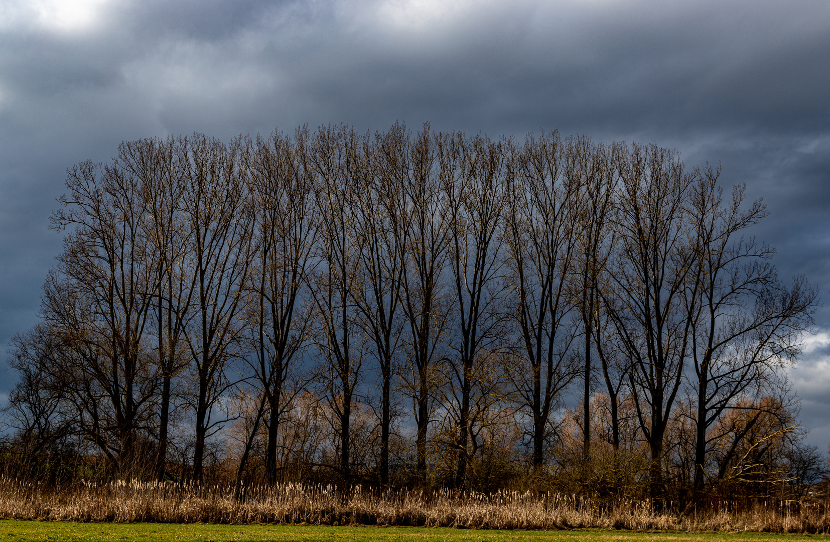 Pappeln Foto & Bild | pflanzen, pilze & flechten, landschaft, bäume ...