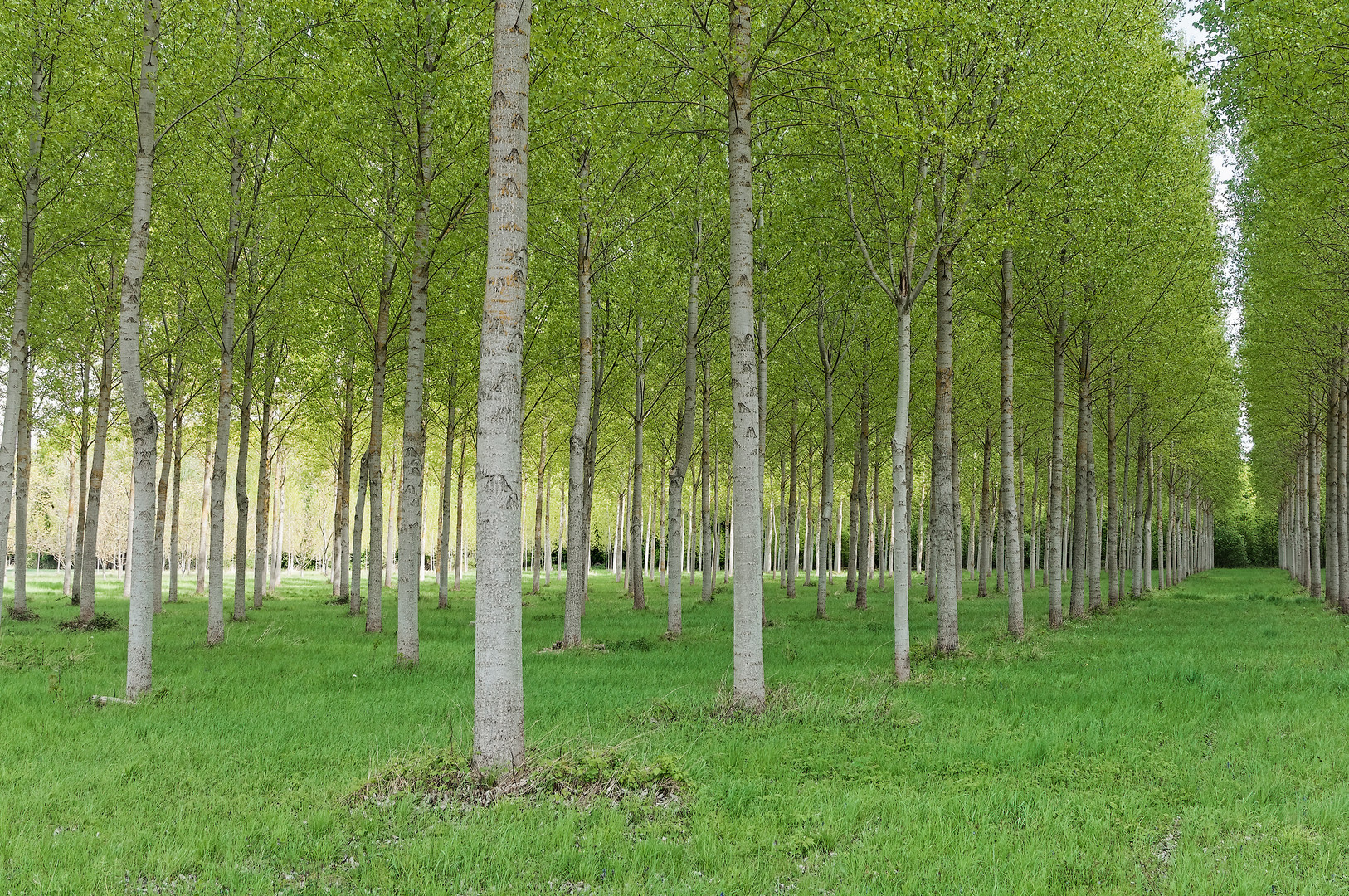 Pappeln Foto & Bild | spezial, wald, landschaften Bilder auf fotocommunity