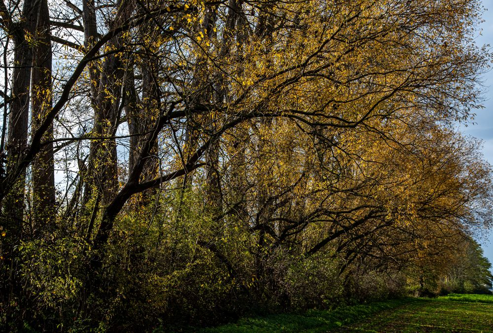 Pappeln im Herbstlicht Foto & Bild | pflanzen, pilze & flechten ...