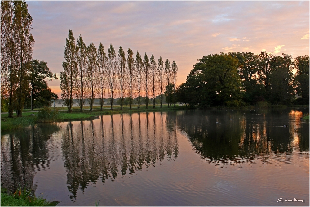 Pappeln in Reih und Glied Foto & Bild | world, spiegelung, deutschland ...