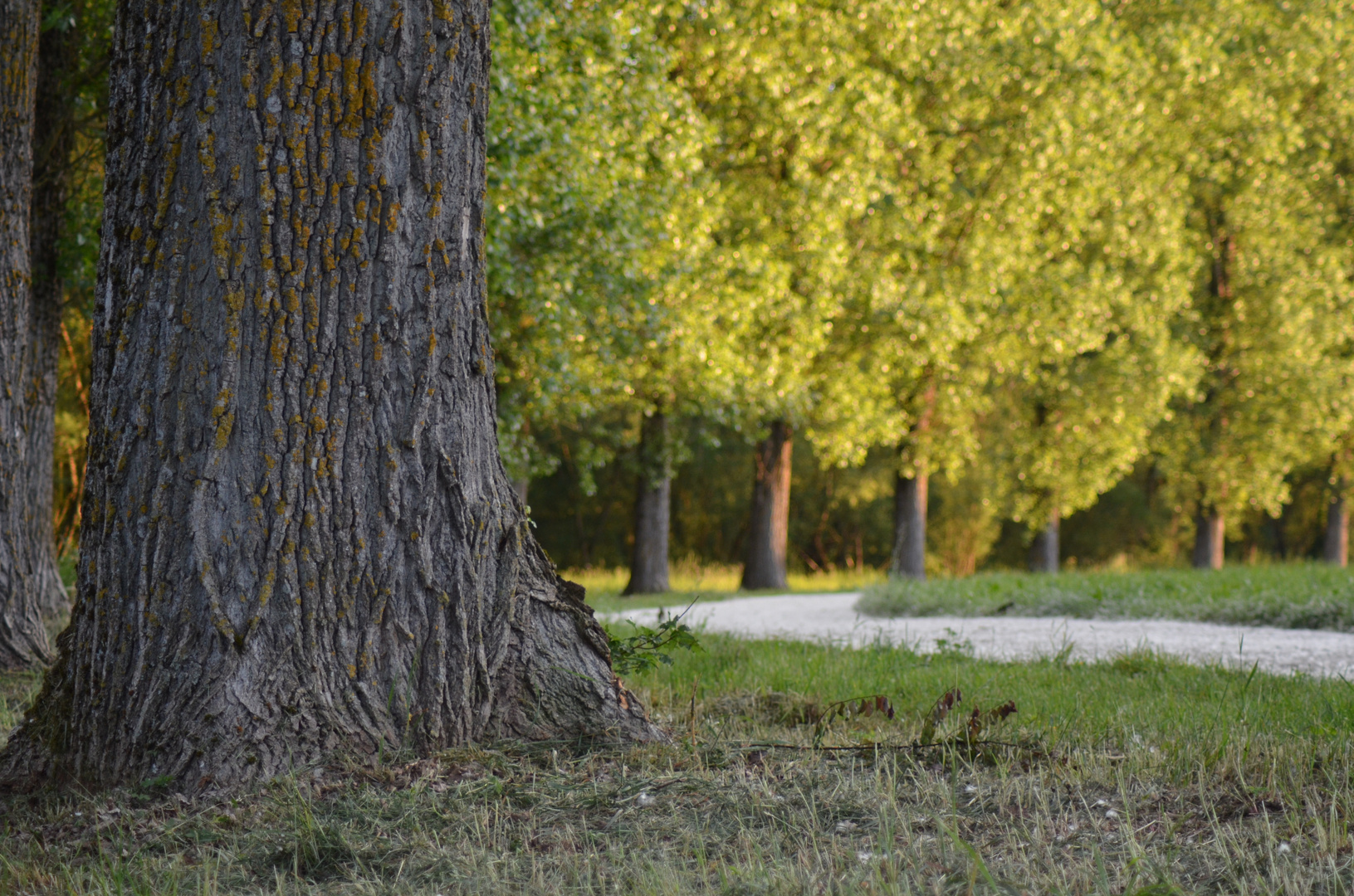 Pappelstamm vor einer Pappelallee Foto & Bild | pflanzen, pilze ...