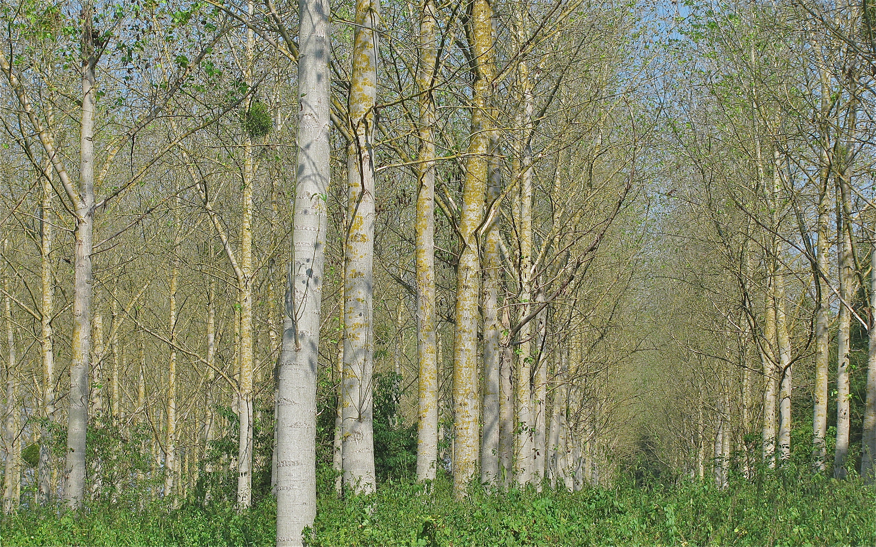 ..PAPPELWALD !!!.. Foto & Bild | landschaft, wald, dole-france Bilder ...