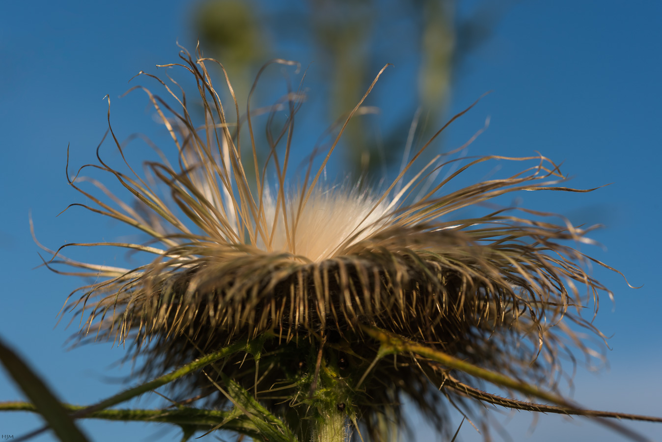 Pappus Foto & Bild | natur, pflanzen, wildblumen Bilder auf fotocommunity