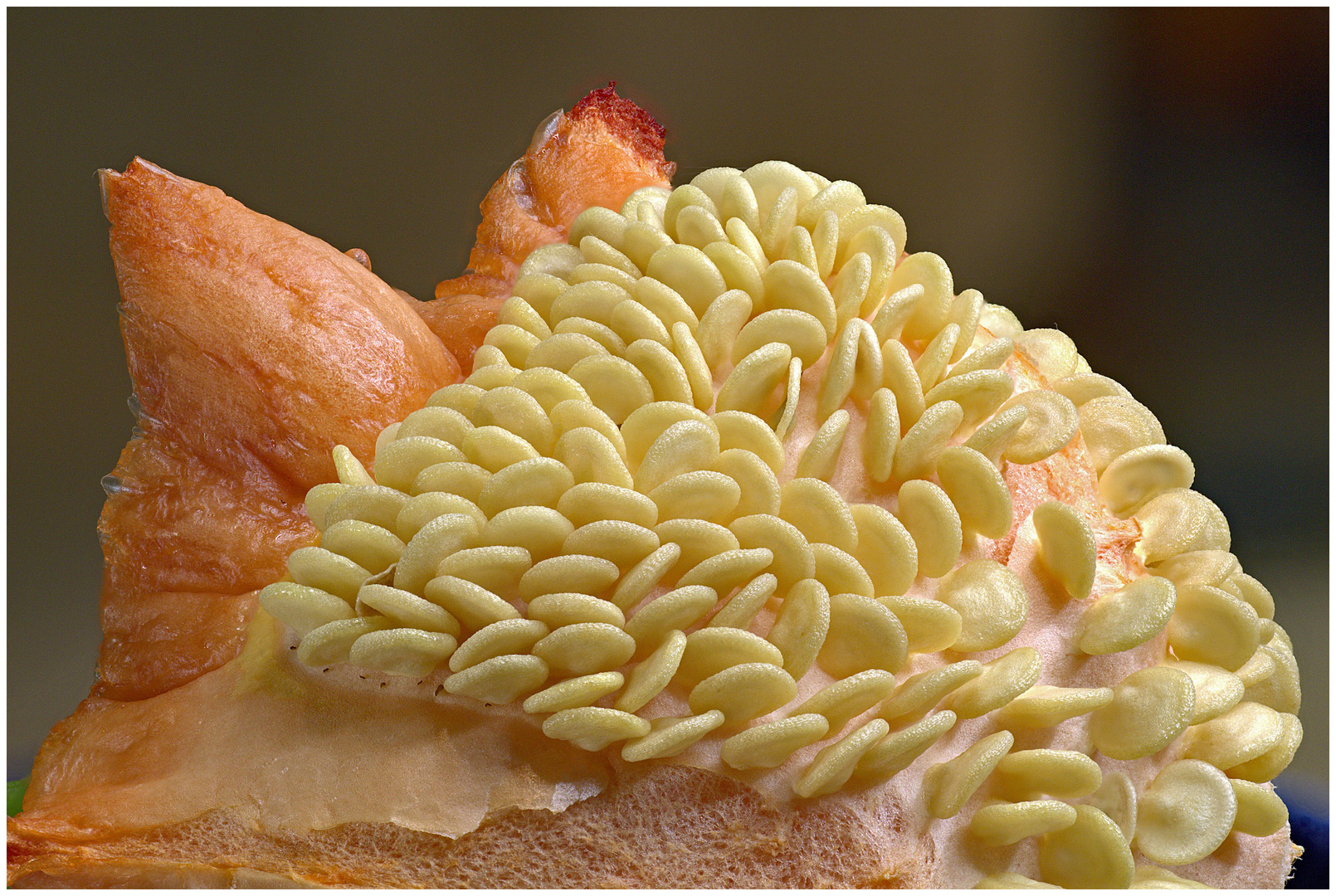 Paprika Kerne Foto & Bild | pflanzen, pilze & flechten, früchte und ...