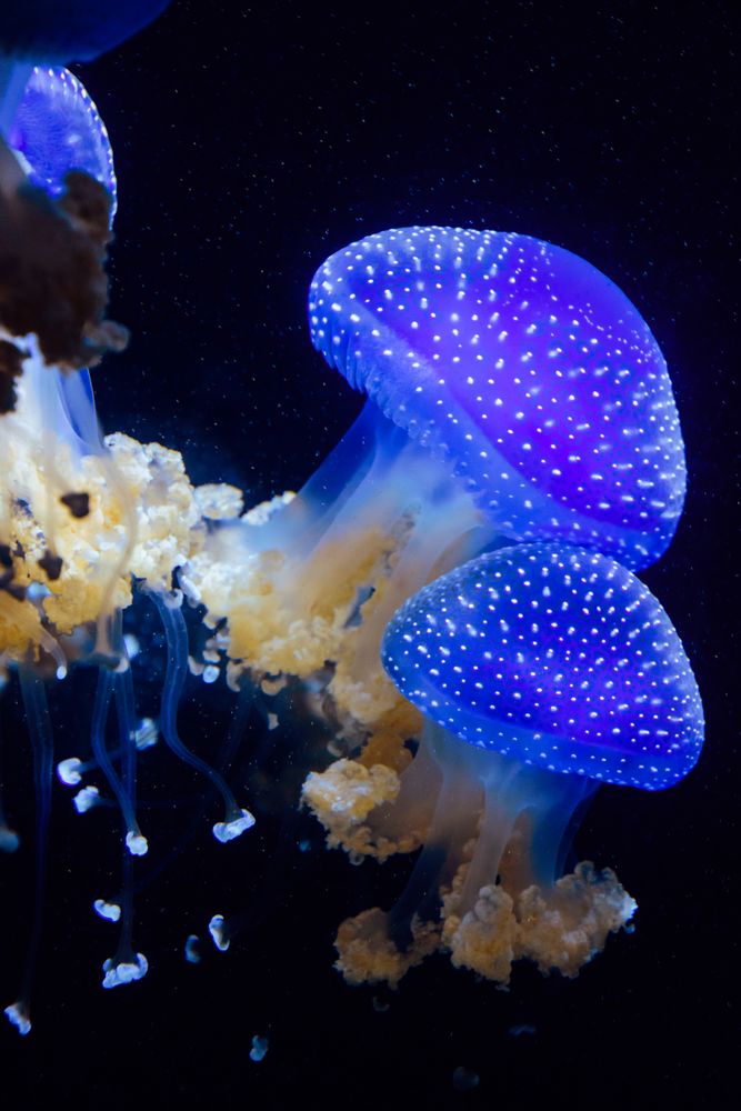 Papua-Qualle Foto & Bild | natur, monatswettbewerb - natur, 08 ...