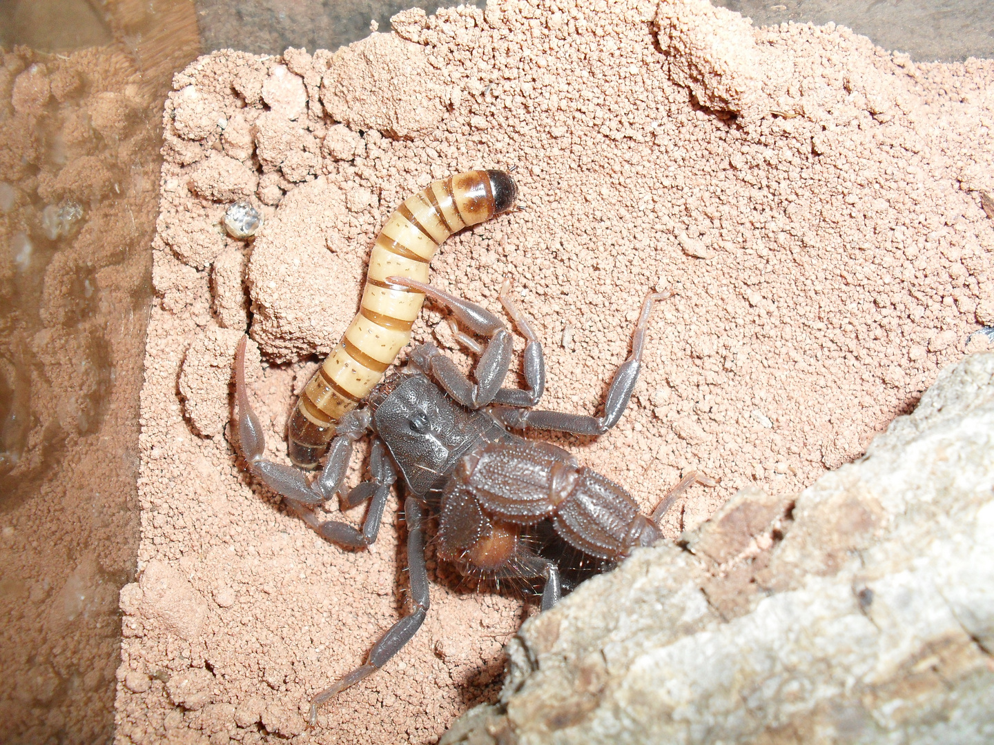 Parabuthus Transvaalicus 2nd Instar