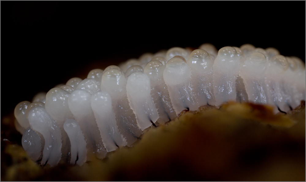 Parade der Schleimer... Foto & Bild | pflanzen, pilze & flechten, pilze ...