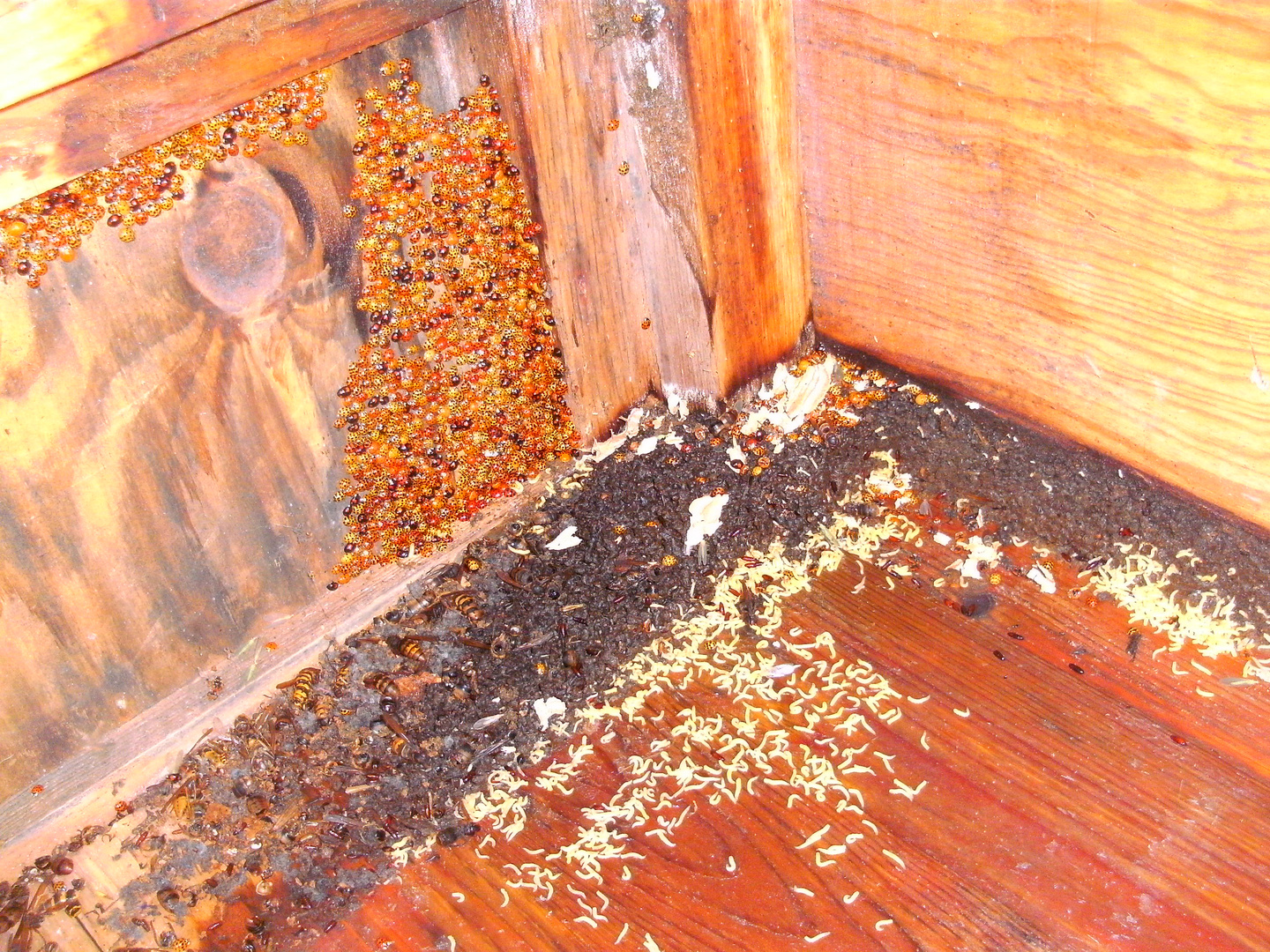 Parasiten und Überwinterungsgäste in einem Hornissennest Foto & Bild ...