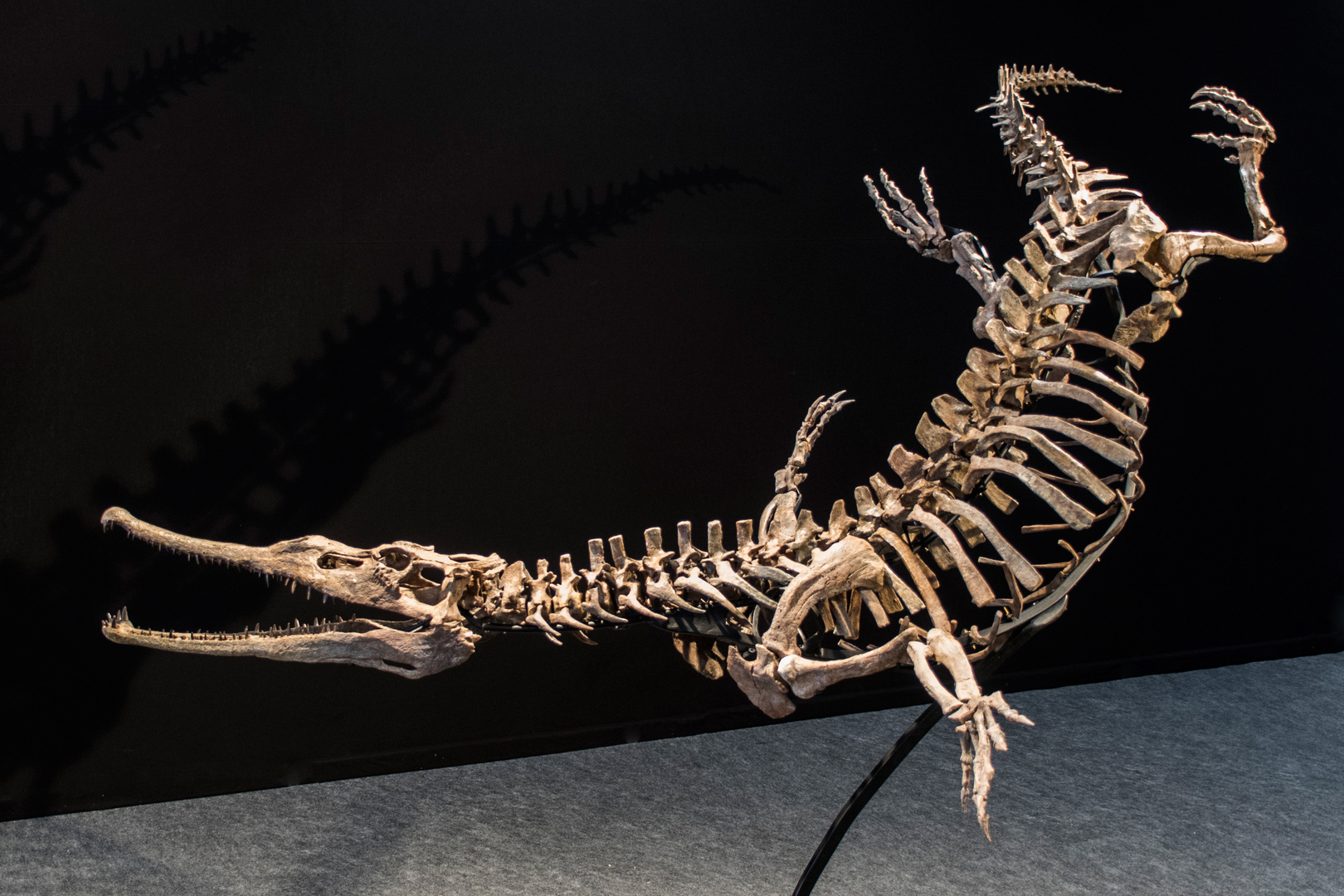 Parasuchus + + + Foto & Bild | tiere, sonstiges, projekte Bilder auf ...