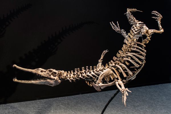 Fossilien & Präparate Bilder & Fotos