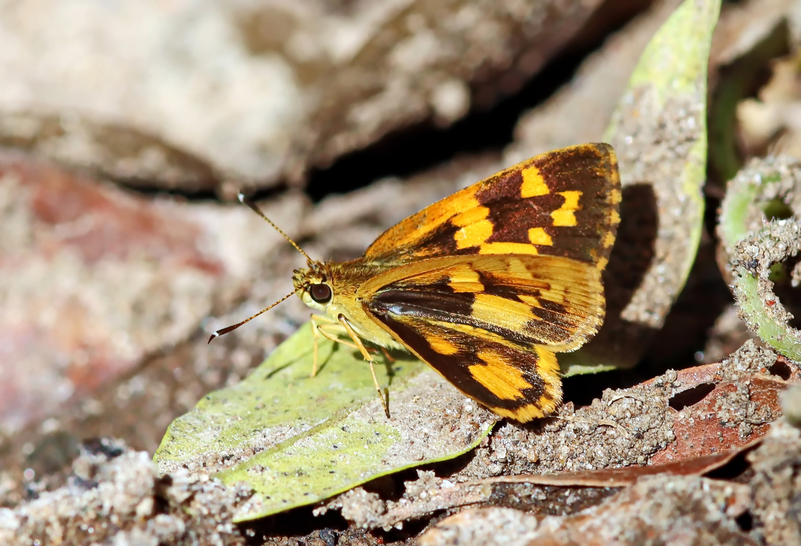 Pardaleodes incerta Foto & Bild | natur, afrika, insekten Bilder auf ...