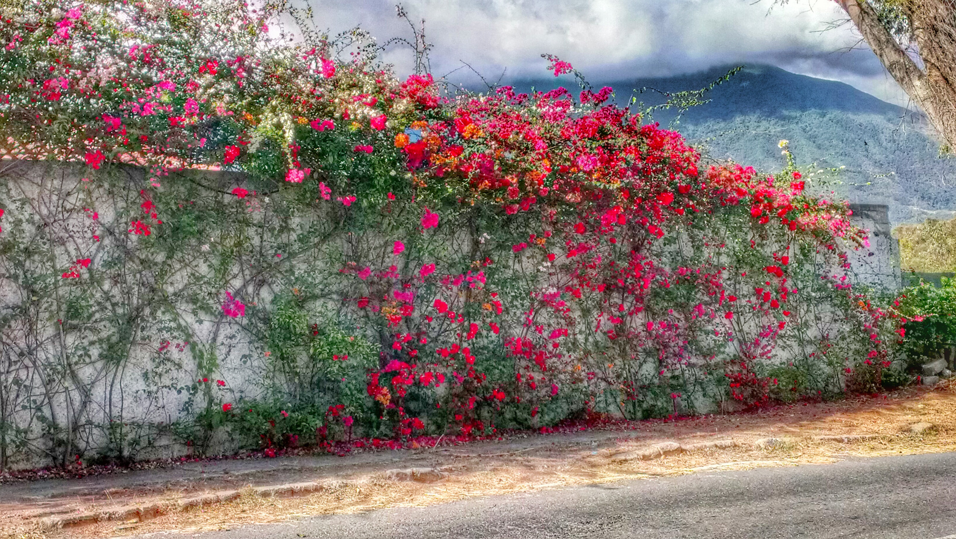 PARED DE TRINITARIAS Imagen & Foto | plantas, flores, naturaleza Fotos ...