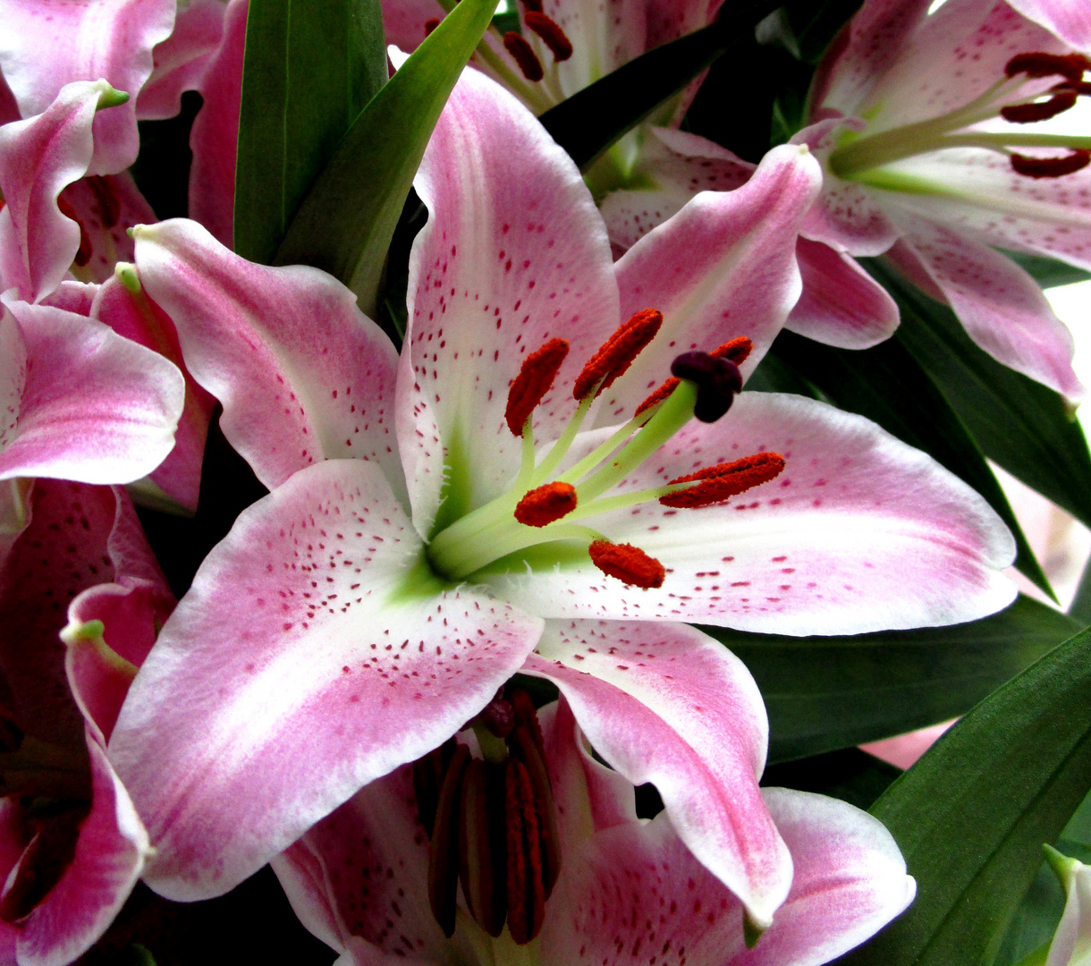 Parfum de Lilium photo et image | fleurs, macro, rose Images fotocommunity