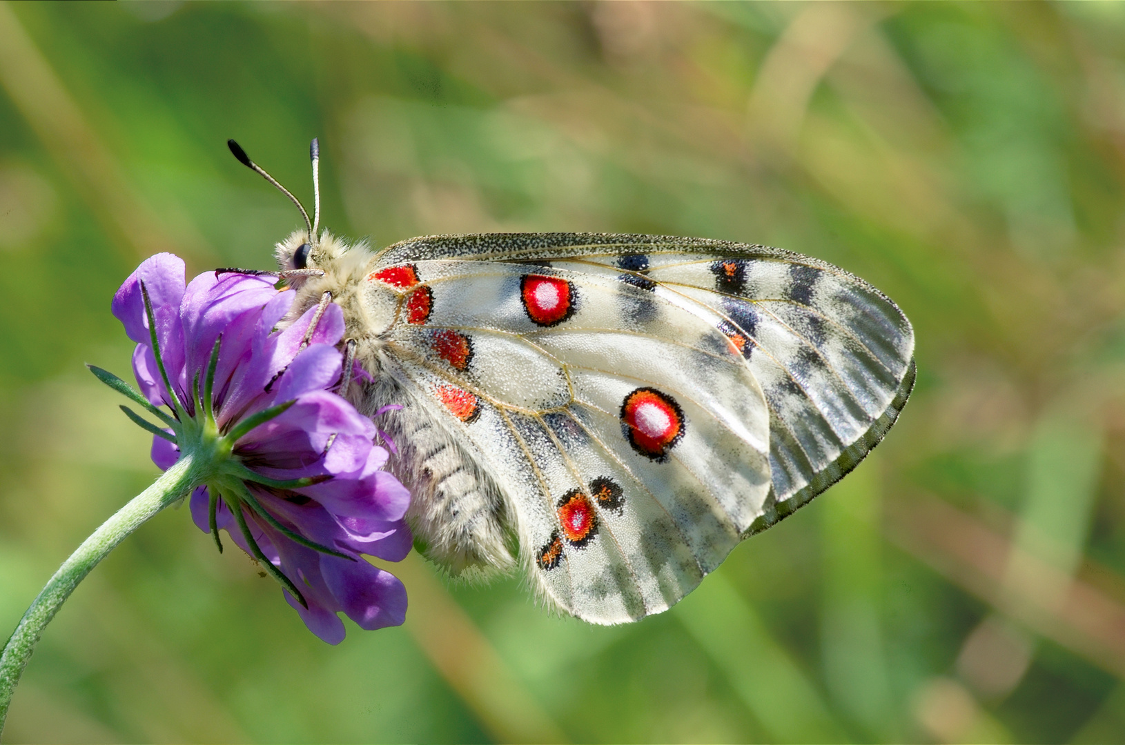 Parnassius apollo Foto % Immagini| macro e close up, macro di insetti ...