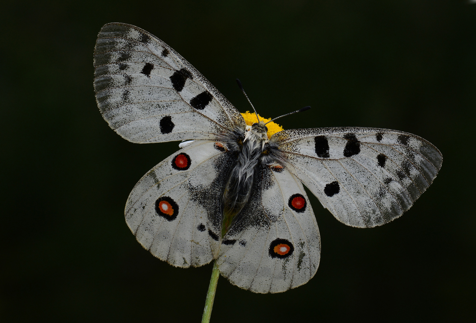 Parnassius apollo Foto & Bild | tiere, wildlife, schmetterlinge Bilder ...