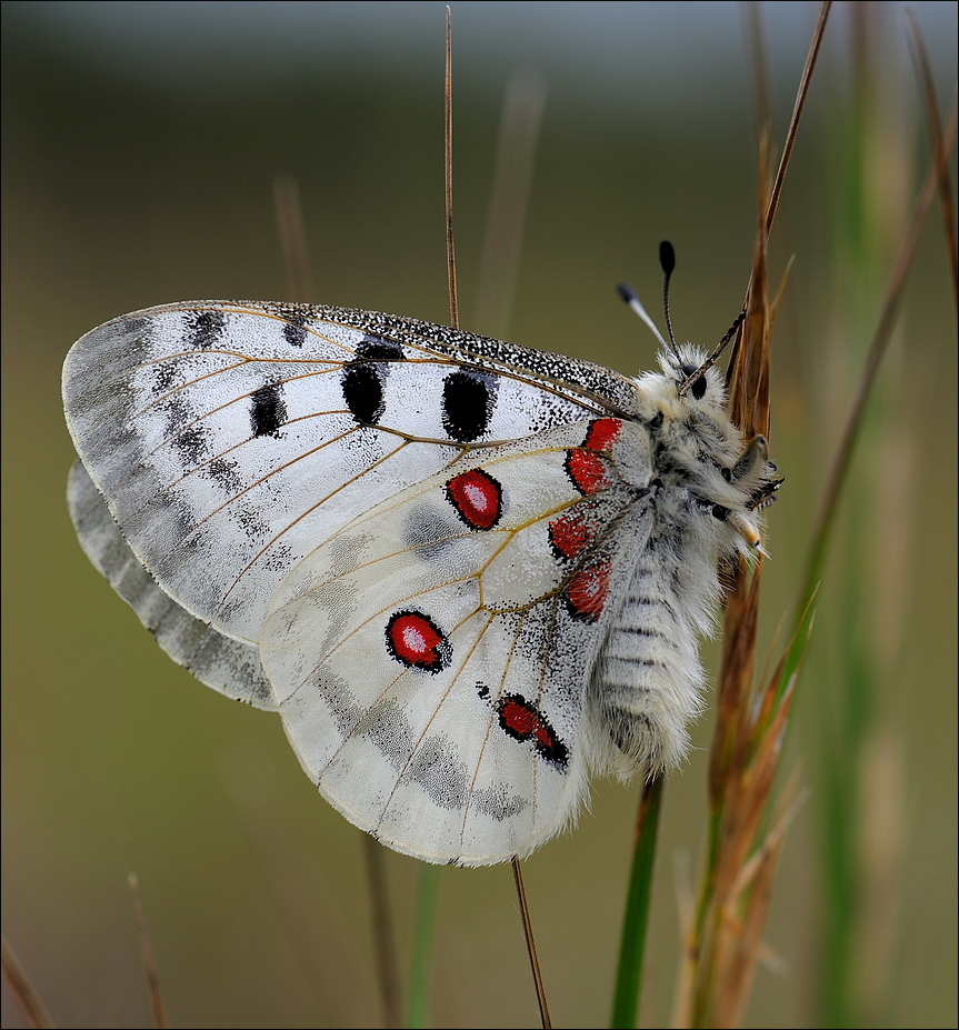 Parnassius apollo thiemo Foto & Bild | natur, insekten, tiere Bilder ...