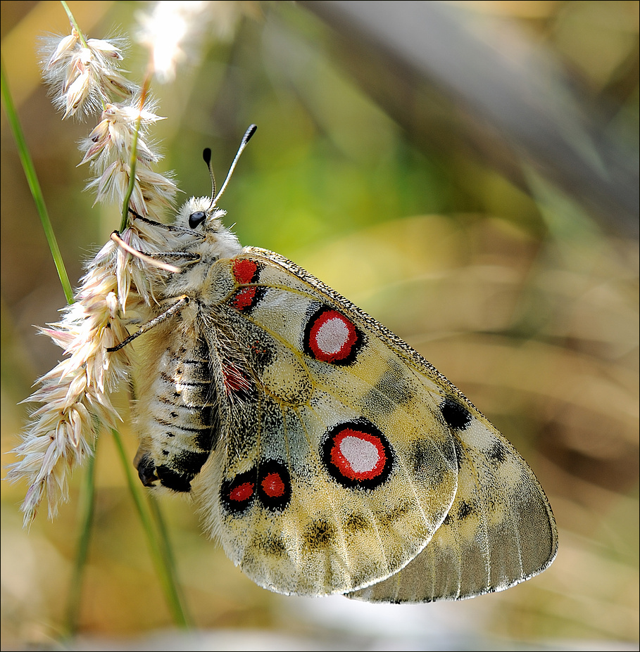 Parnassius apollo transiliensis Foto & Bild | natur, insekten, tiere ...
