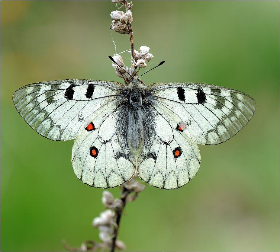 Parnassius ariadne Foto & Bild | natur, insekten, tiere Bilder auf ...
