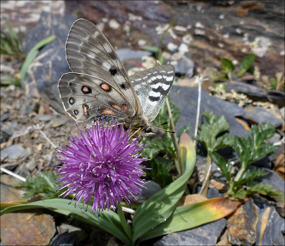 Parnassius delphius namanganus Foto & Bild | natur, insekten, tiere ...