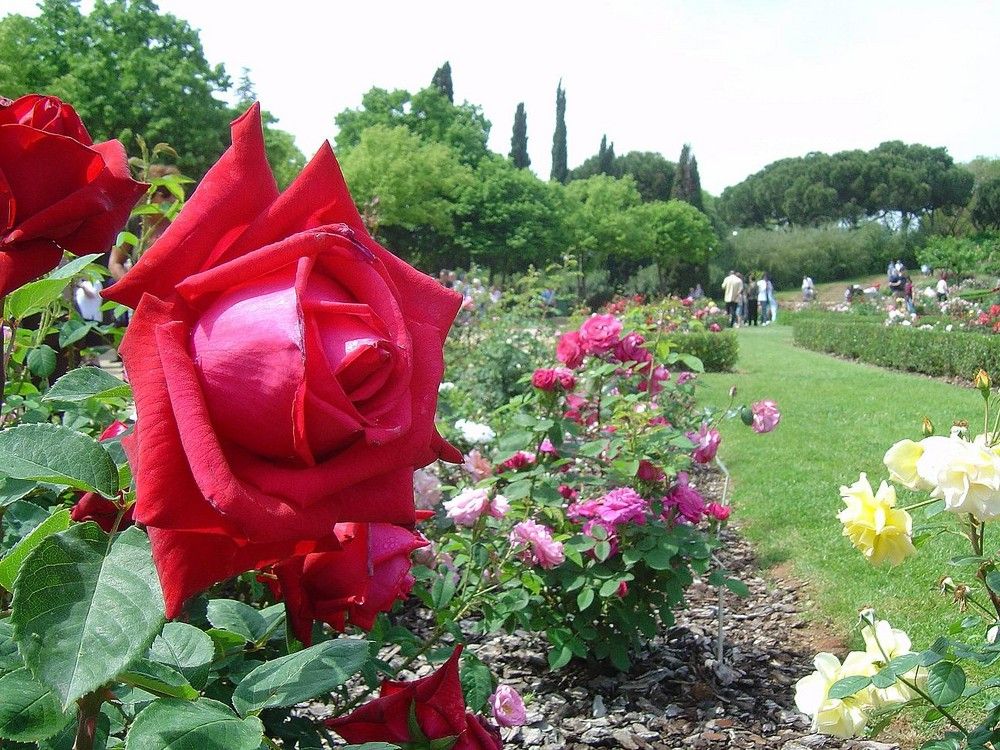 Parque de las rosas (Barcelona) Imagen & Foto | plantas, naturaleza ...