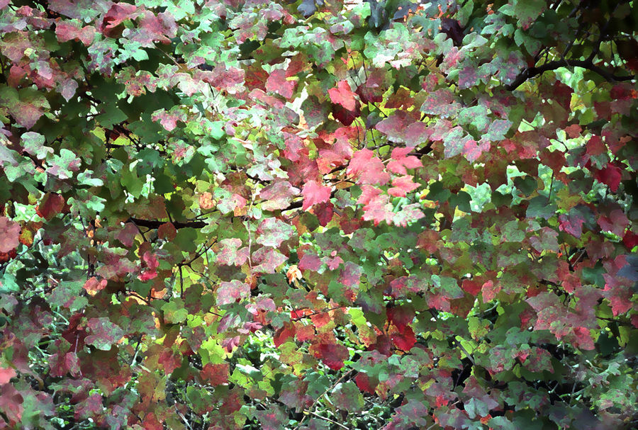 Parra silvestre Imagen & Foto | estaciones del año, otoño, fotos Fotos ...