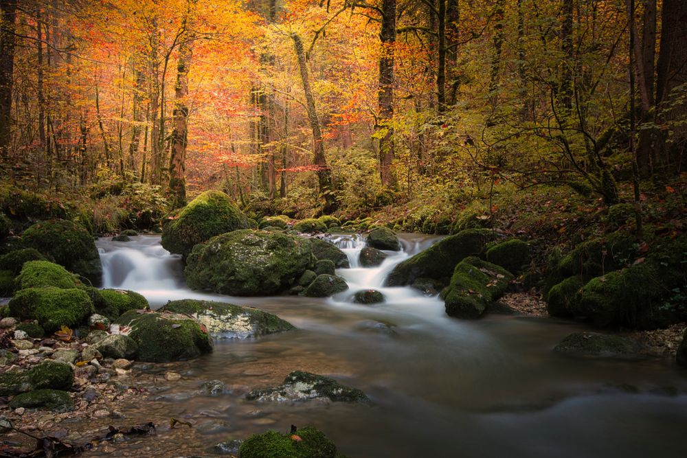 Parure Automnale, photo et image | arbres, Étangs, cascades, nature ...