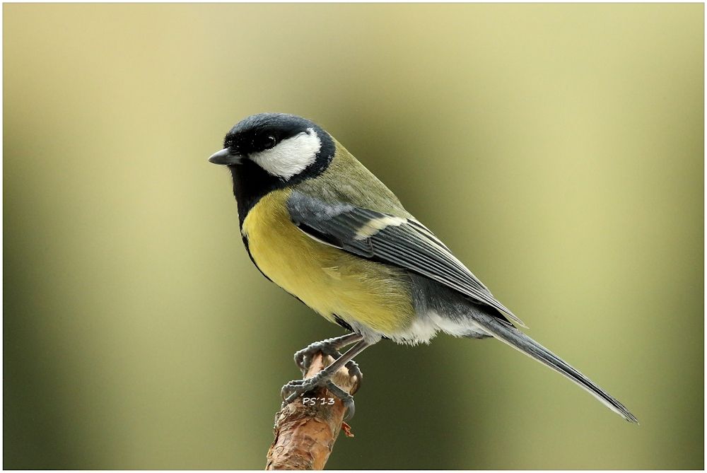 Parus major Foto & Bild | tiere, wildlife, wild lebende vögel Bilder ...