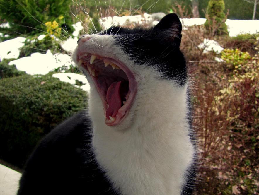 PAS CONTENTE DU TOUT, MIMIE !!!!!!!!!!!!!!!!! photo et image | animaux ...