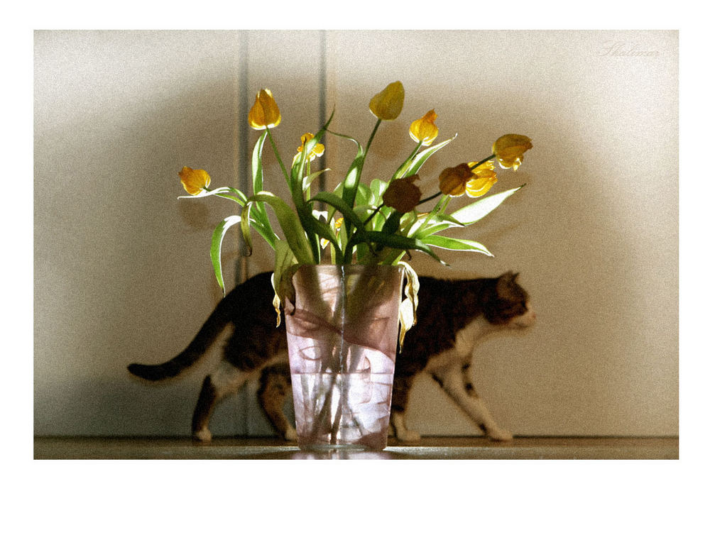 pas de chat Foto & Bild | tiere, haustiere, katzen Bilder auf fotocommunity