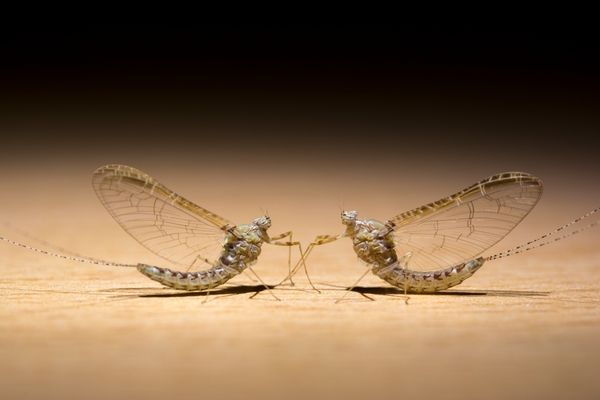 baliset - Fotos & Bilder - Fotografin aus Düsseldorf, Deutschland ...