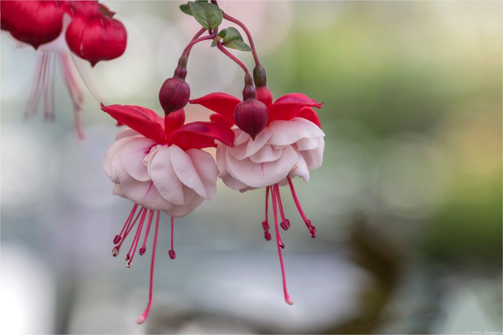 Pas de Deux von Fuchsien Foto & Bild | rot, makro, natur Bilder auf ...