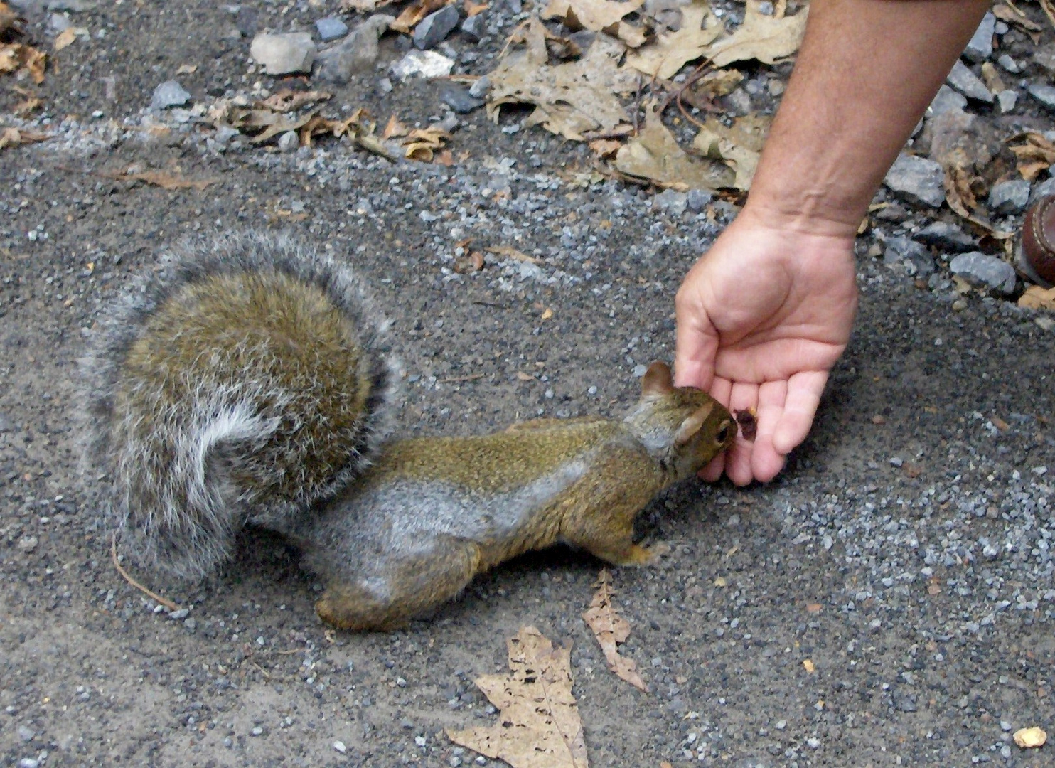 Pas farouche photo et image | animaux, animaux sauvages, canada ...