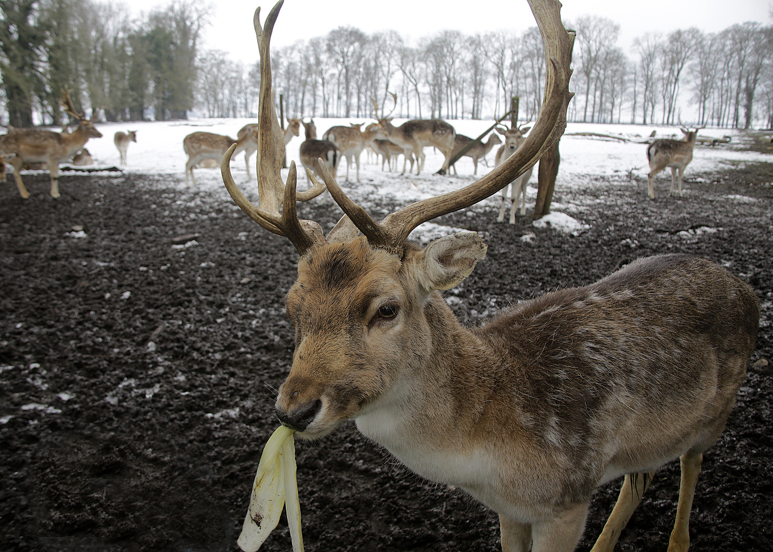 Pas farouche photo et image | personnes, special, sujets Images ...