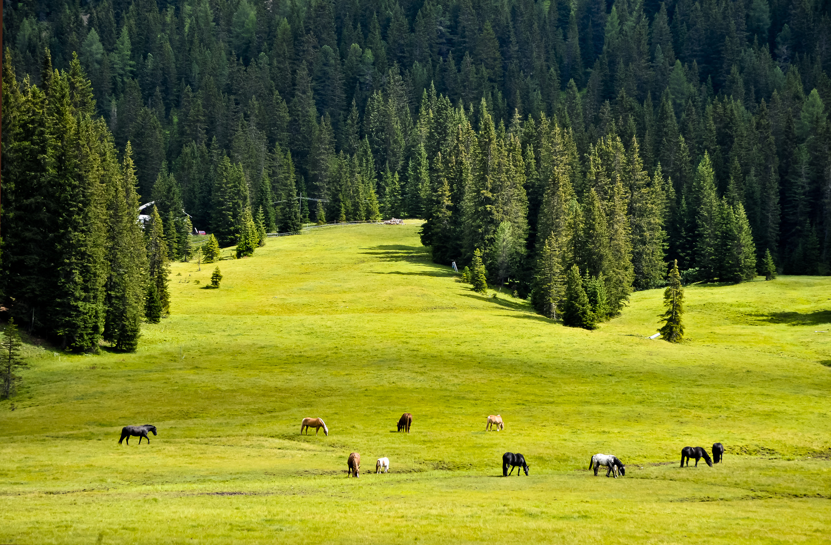 Pascolo sulle Dolomiti Foto % Immagini| paesaggi, montagna, natura Foto ...