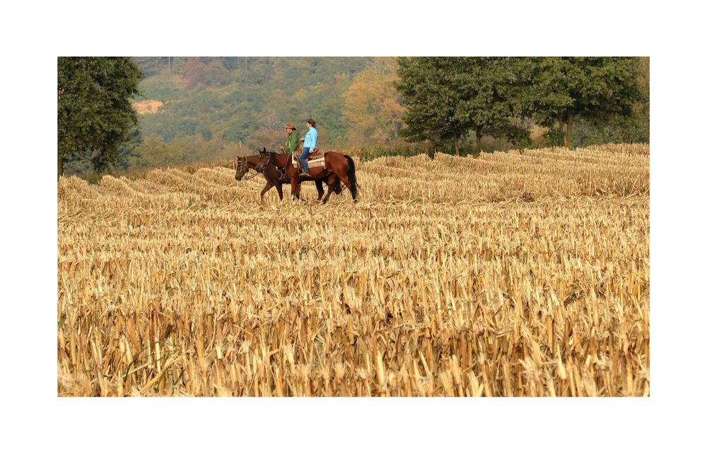 passeggiata in campagna Foto % Immagini| campagne, animali, natura Foto ...