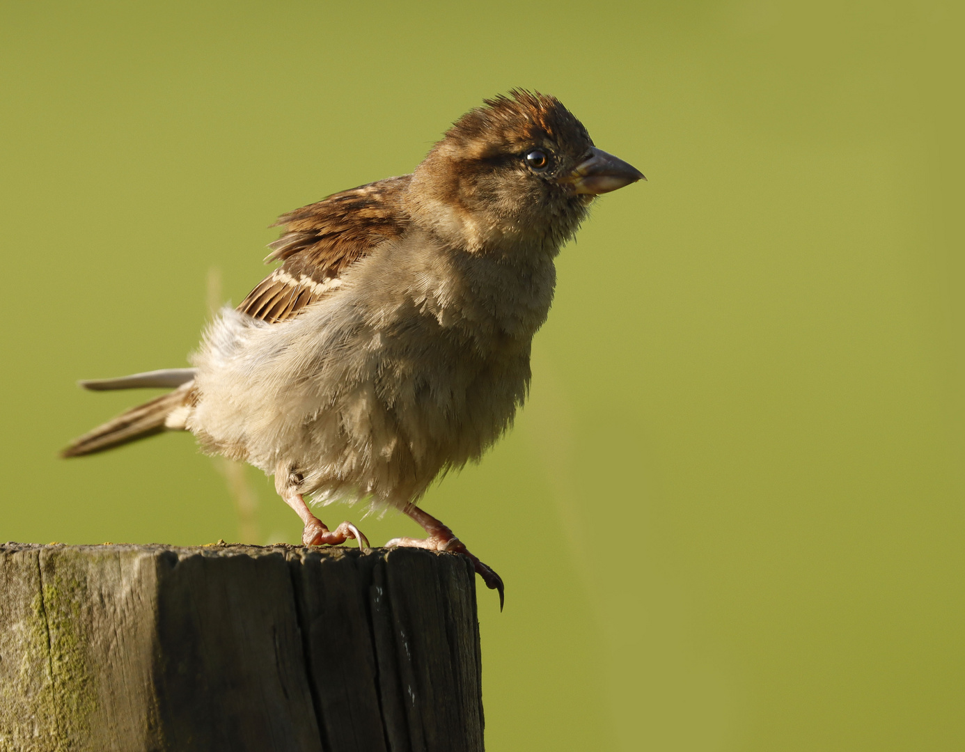 Passer montanus Foto & Bild | tiere, wildlife, wild lebende vögel ...