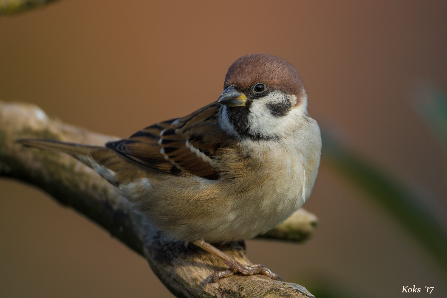 Passer montanus Foto & Bild | tiere, wildlife, wild lebende vögel ...
