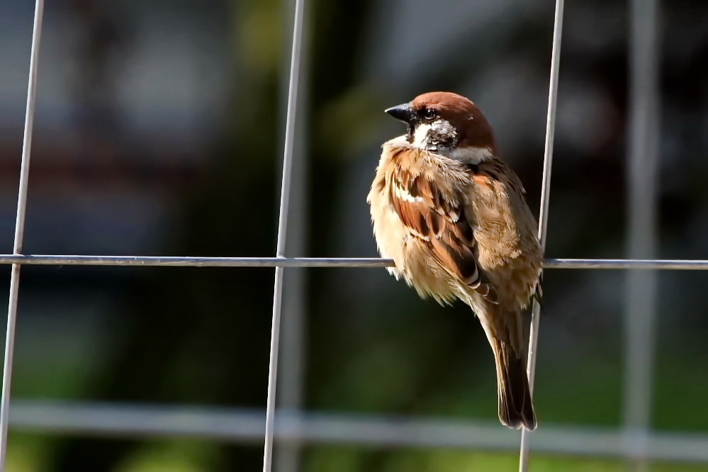 Passer montanus Foto & Bild | vögel, fotos, nature Bilder auf fotocommunity