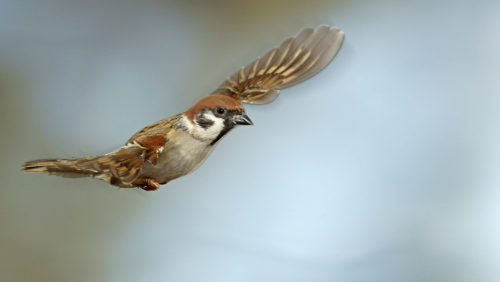 Passer montanus Foto & Bild | animaux, animaux sauvages, oiseaux Bilder ...