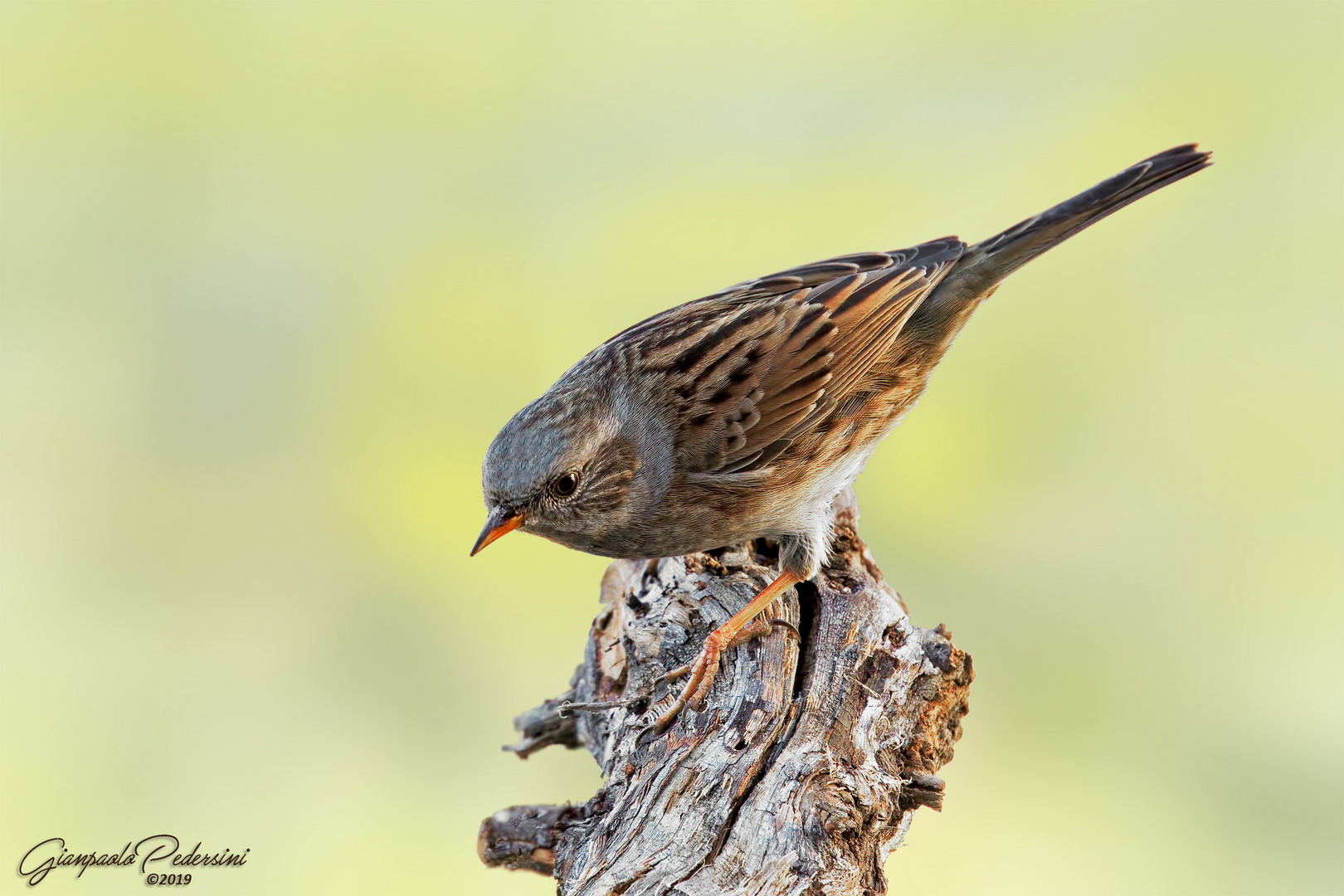 Passera scopaiola (Prunella modularis) Foto % Immagini| animali ...