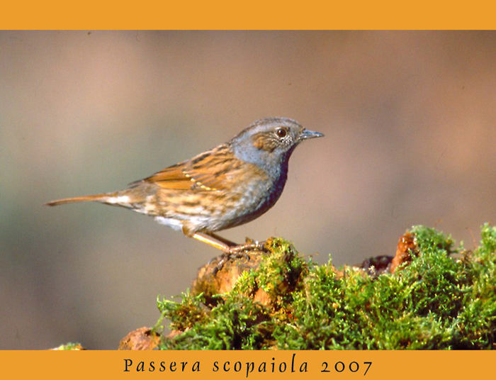 Passera Scopaiola (Prunella Modularis) Foto % Immagini| animali ...
