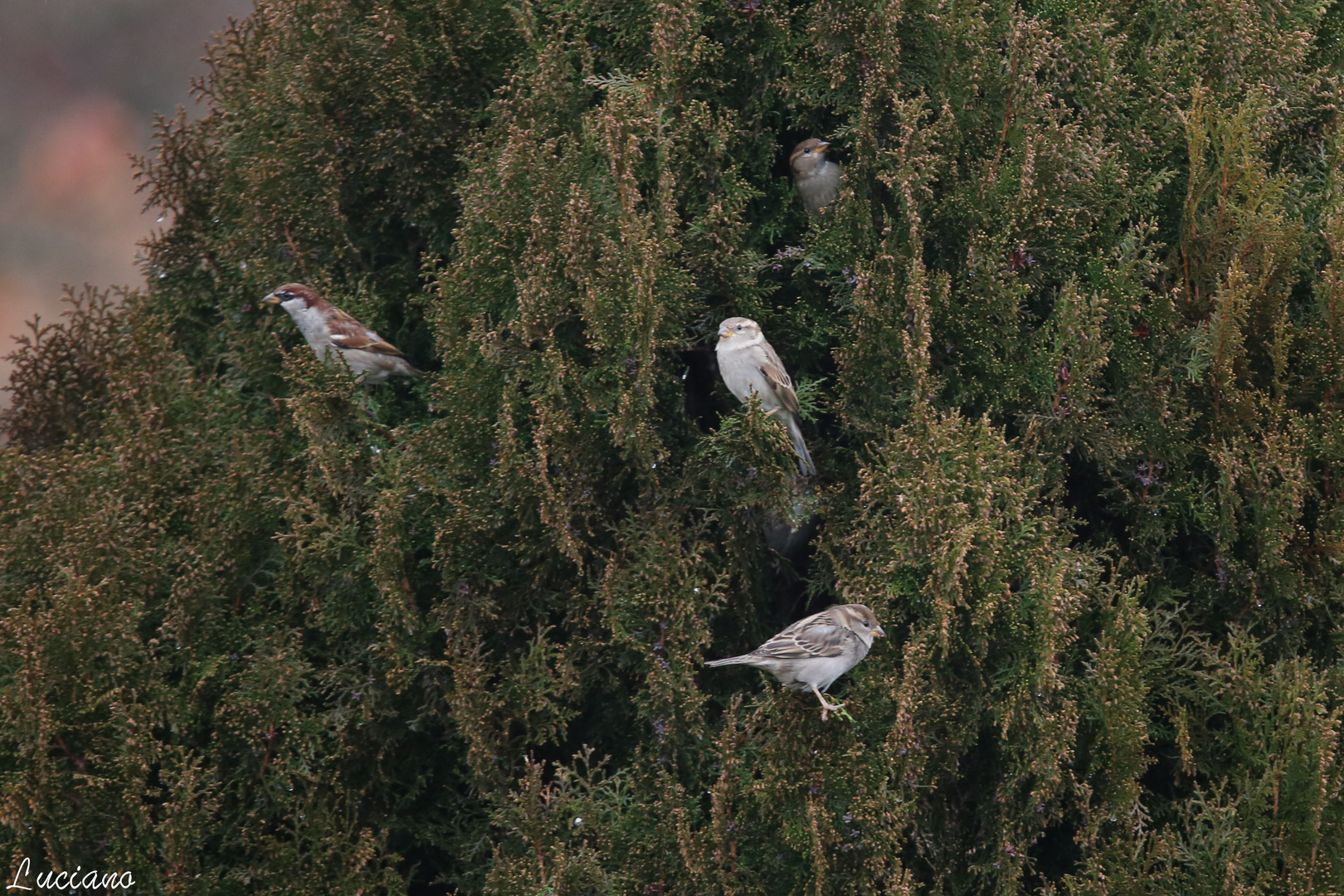 passeri Foto % Immagini| animali, uccelli allo stato libero, animali ...
