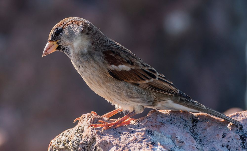 Passero Foto % Immagini| animali, uccelli allo stato libero, animali ...